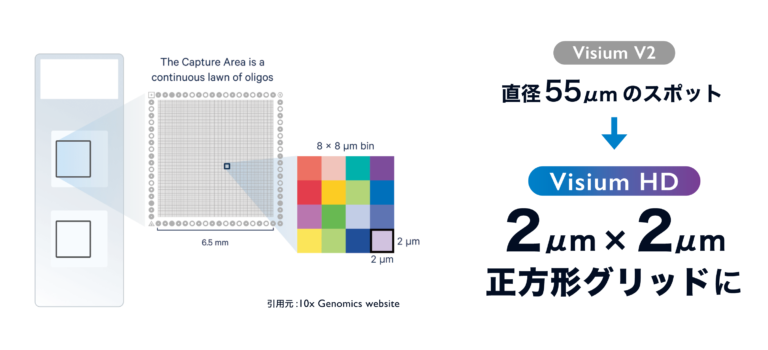 10X Genomics社 「Visium HD」空間的遺伝子発現解析サービス開始 | 株式会社Rhelixa（レリクサ）