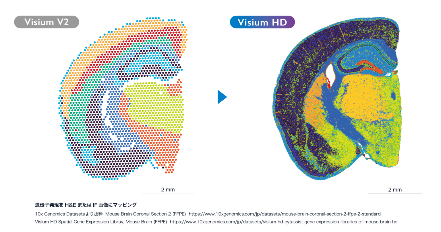 10X Genomics社 「Visium HD」空間的遺伝子発現解析サービス開始 | 株式会社Rhelixa（レリクサ）